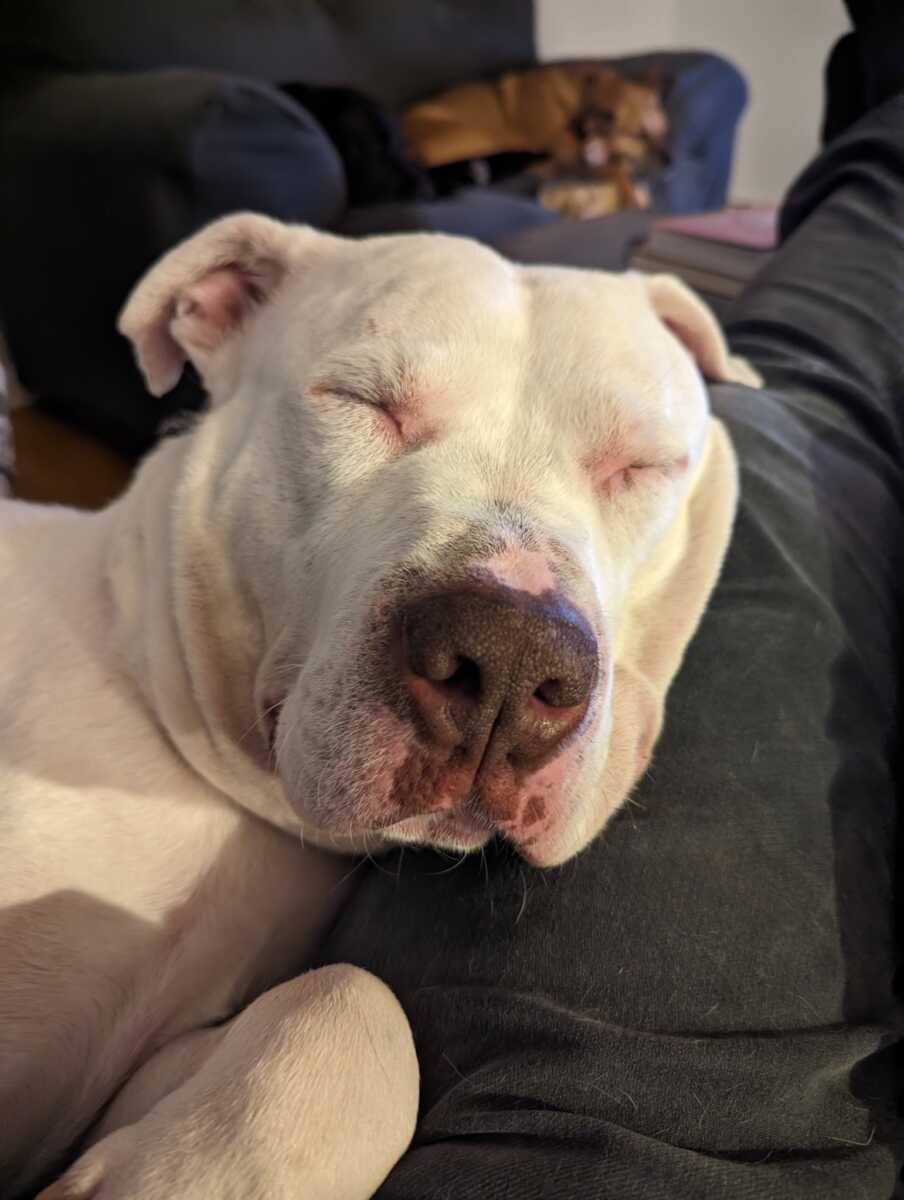 Canine Influenza Virus Week 4 Update by MoCo Animal Services & Adoption ...